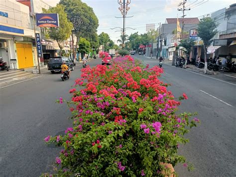 Bunga Bugenvil Pengertian Dan Jenis Bougenvil Tani Sejahtera