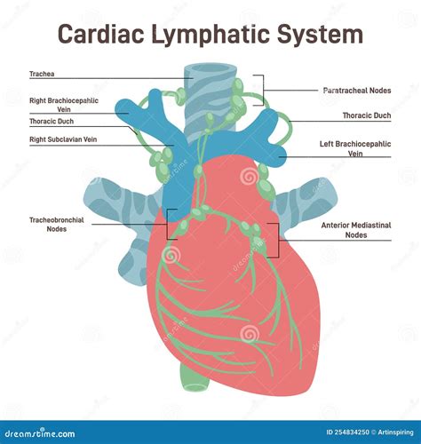 Supraclavicular Lymph Nodes Wikipedia