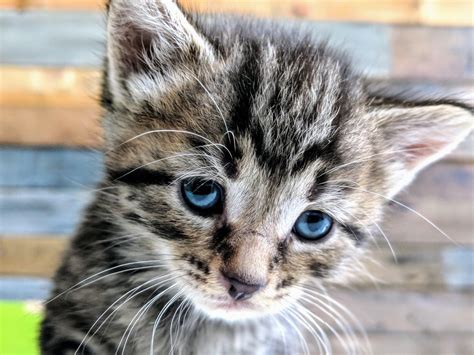 Meet Goliath The Largest Of Our Underdeveloped Kittens 😁 Rcats