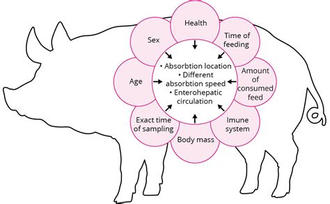 Why In Feed Mycotoxin Contamination Analysis Is Recommended Pig Progress