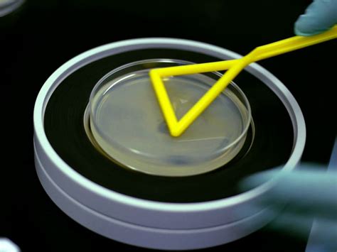 Video Massively Parallel Reporter Assays In Cultured Mammalian Cells