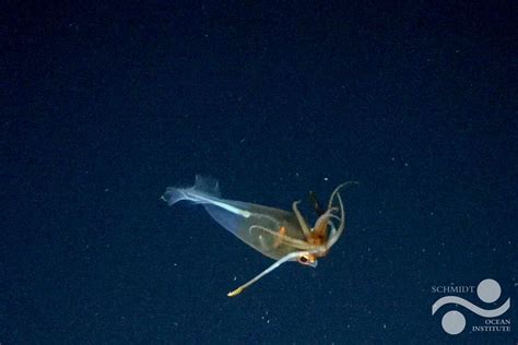 Scientists Shocked To Catch Colossal Squid On Camera For The First Time