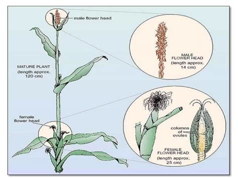 Modes Of Pollination Pptx