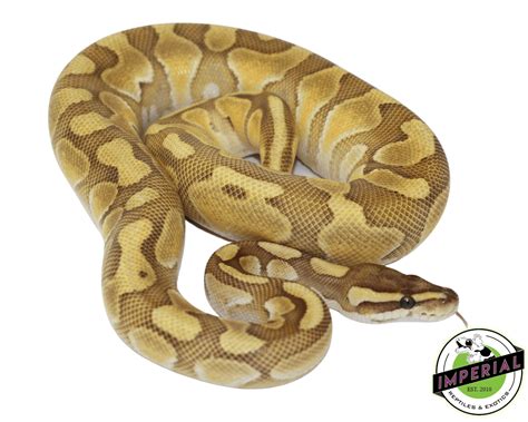 Lesser Enchi Ball Python For Sale Imperial Reptiles Imperial