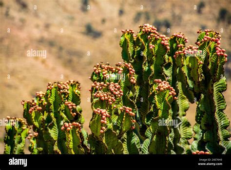 Cactus Tree Blooming Near Keren Eritrea Eritrea Africa Stock Photo Alamy
