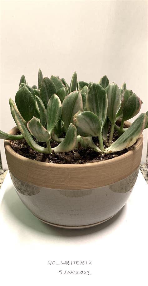 Customized 4 Different Types Of Moss Plantswap