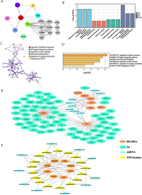 Functional Enrichment Analysis Of Hub Genes And Mirna De Irgs Tf