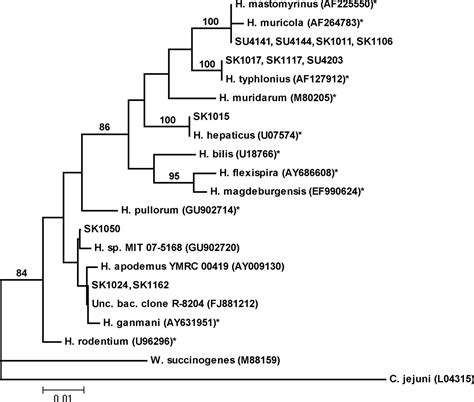 High Prevalence And Species Diversity Of Helicobacter Spp Detected In Wild House Mice Applied