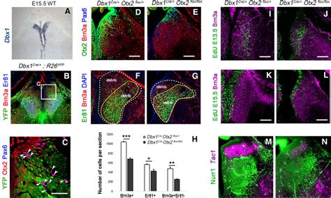 Specific Deletion Of Otx2 In Dbx1 Domain A Dbx1 Expression Pattern In Download Scientific