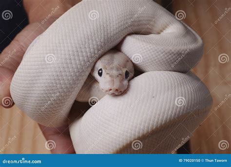 Serpent Python Blanc