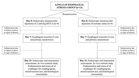 The Effect Of Botulinum Toxin Type A Injections On Stricture