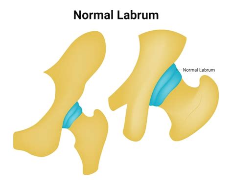 Premium Vector Normal Labrum Vector Illustration Premium Vector Normal Labrum Vector Illustration