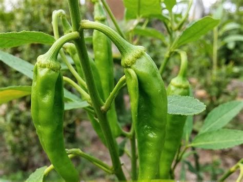 California Chile Isnt Mild—its Contextually Neutral