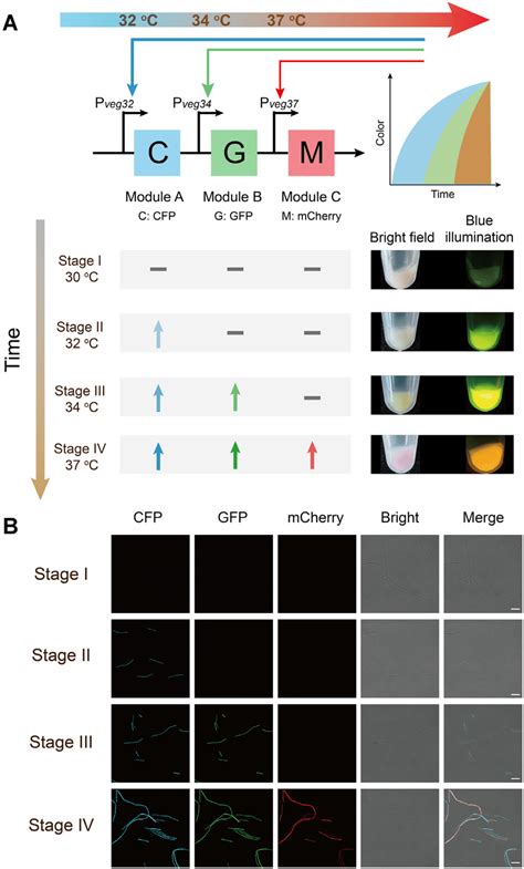 Characterization Of Single Input Multi Output Genetic Circuits A