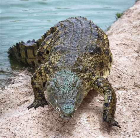 A Visit Rich In Emotions Crocoparc Agadir