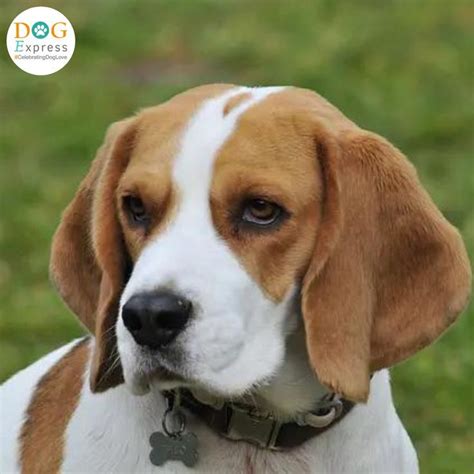 Allergy Symptoms In Dogs And How To Treat Them Dogexpress Dog Skin