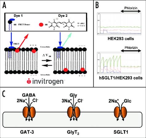 Exploiting Voltage Sensing Dyes To Monitor The Operation Of Download Scientific Diagram
