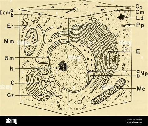Centriole Micrograph