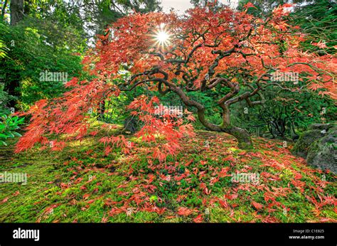 Китайский клён дерево (Фото галерея) - treepics.ru