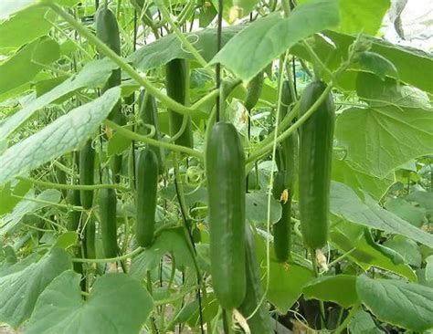 20 Best Mini Cucumber Varieties Small Cucumbers 20 Best Mini Cucumber Varieties Small Cucumbers