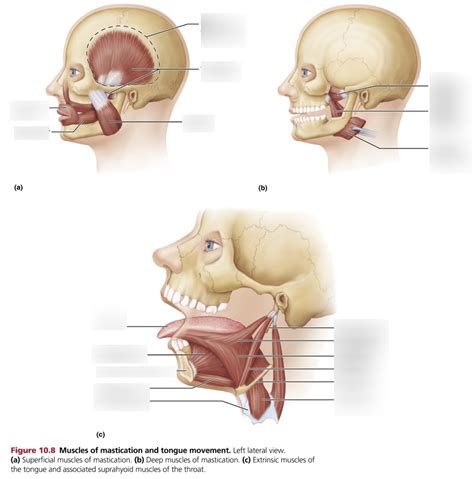 Bsci 2101 Exam 2 Mastication And Tongue Movement Diagram Quizlet