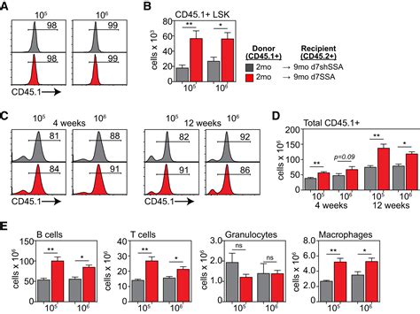 Enhanced Hematopoietic Stem Cell Function Mediates Immune Regeneration Following Sex Steroid