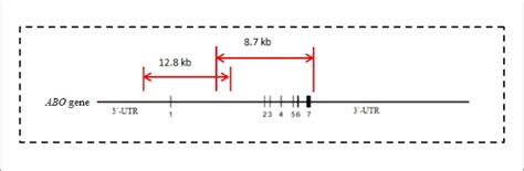 Figure From Analysis Of The Genomic Sequence Of ABO Allele Using Next Generation Sequencing