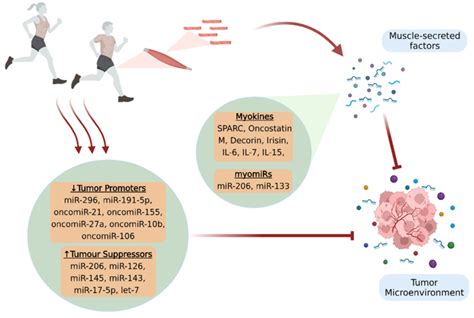 Physical exercise provides significant benefits against cancer, in ...