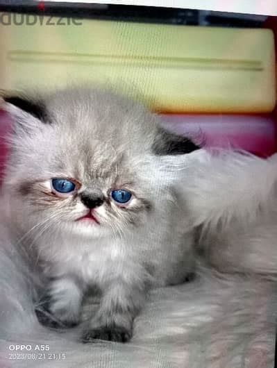 قطط هيمالايا Cats 198508594