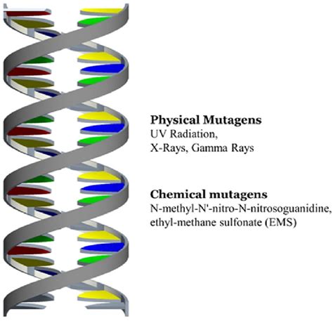 DNA Mutation By Physical And Chemical Mutagen Download Scientific Diagram
