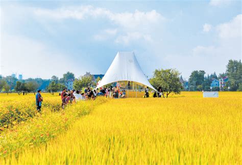 秋日梅蓉游人如织 杭州影像 杭州网