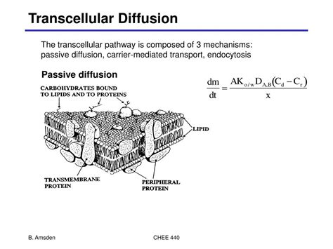 Ppt Absorption Powerpoint Presentation Free Download Id3147696 Ppt Absorption Powerpoint Presentation Free Download Id3147696