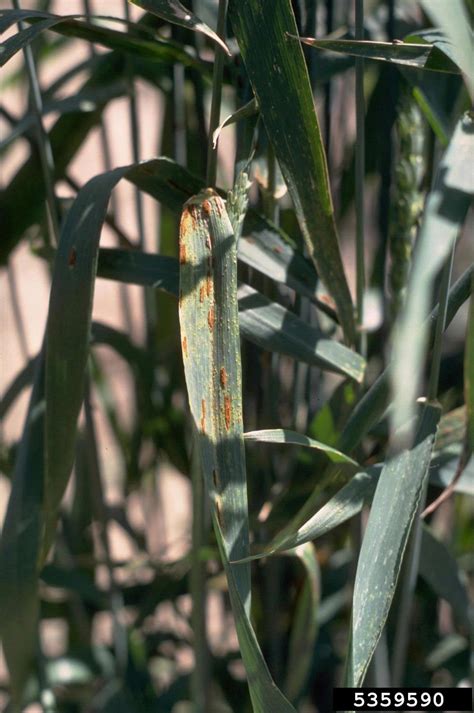 Wheat Stem Rust Puccinia Graminis