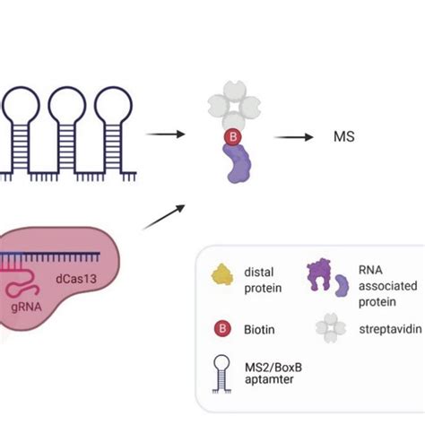 In Vivo Proximity Labeling Strategies For Identifying Protein Partners