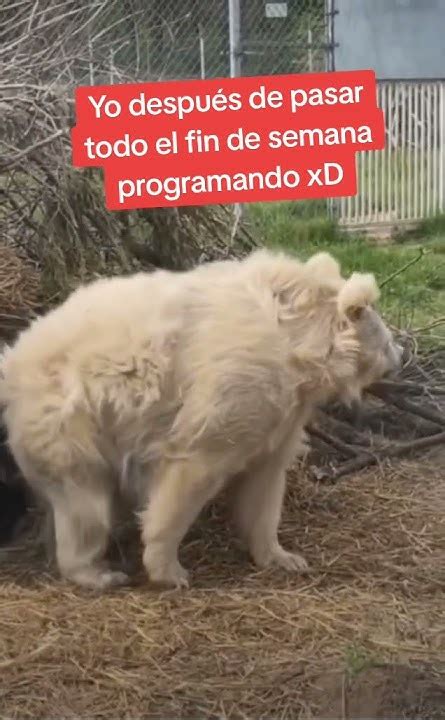 Yo Despues De Pasar Todo El Fin De Semana Programando Memesprogramacion Dev Memes Developer