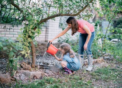 Top Tree Watering Tips For Summer