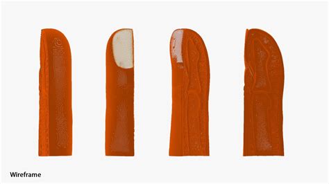 Finger And Fingernail Cross Section Anatomy 3d Model Cgtrader