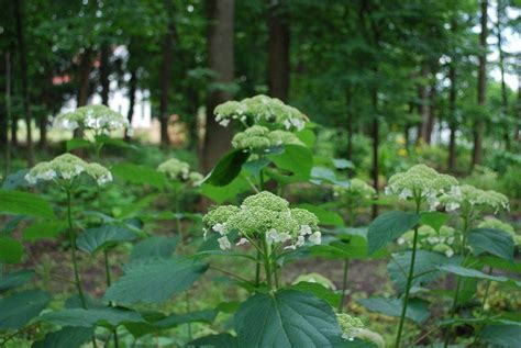 Фотографии сортов гортензии - ЯЗнаю