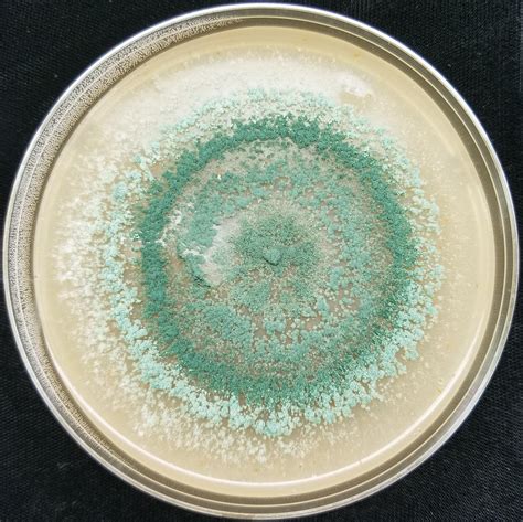 Flickriver Photoset Trichoderma By Plant Pests And Diseases
