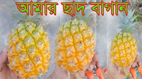 আমার ছাদ বাগানের বিভিন্ন গাছের ভিডিও বিশেষ করে আনারসের গাছ টা অনেক অনেক সুন্দর লাগছে Youtube
