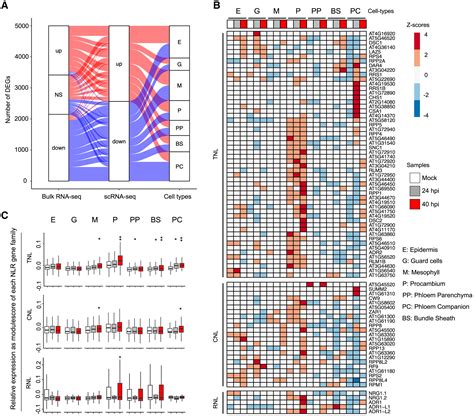 Cell Type Specific Responses To Fungal Infection In Plants Revealed By