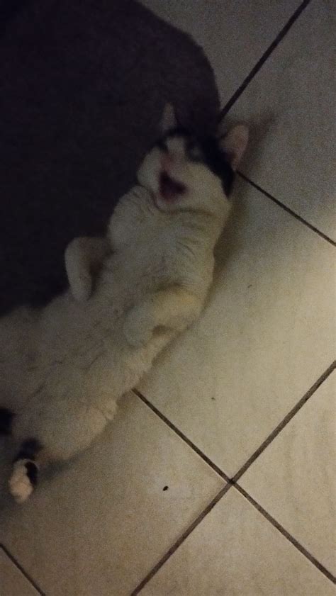 Hilarious Cat Memes To Make You Laugh Cat Laying Back Meme Half