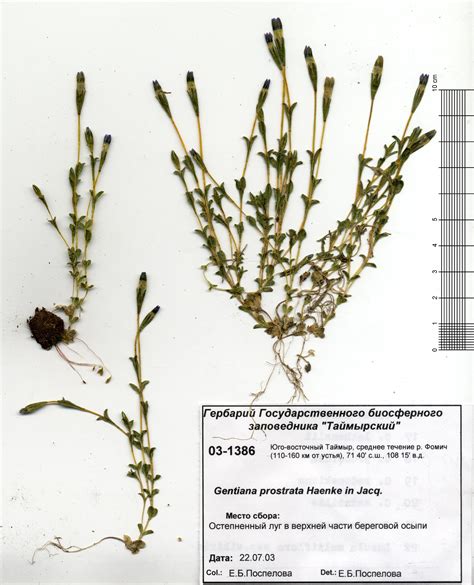 Gentiana prostrata Haenke. - Горечавка простертая