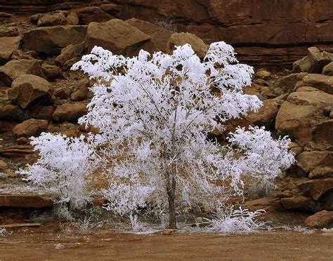 Tree During Winter Inversion Photograph By David Sidwell Fine Art America