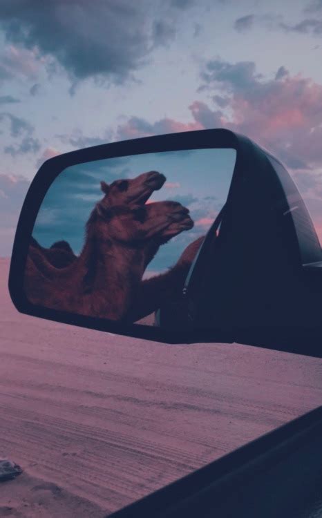 𝗖𝗼𝘁𝘁𝗼𝗻 𝗖𝗮𝗻𝗱𝘆 🐪 Tumbex
