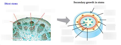 Label The Secondary Growth Is Stems Exam 2 Diagram Quizlet