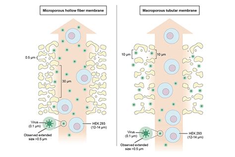 Improving Bioprocess Economics For Gene And Cell Therapy