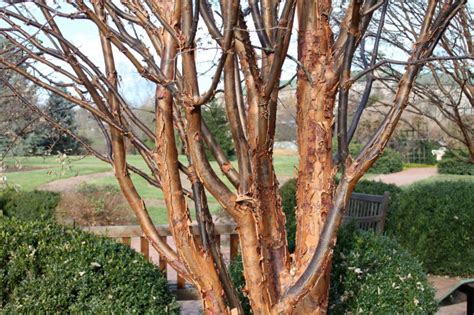 10 Trees With Peeling Or Flaking Bark Garden Housecalls