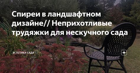 Спиреи в ландшафтном дизайне Неприхотливые трудяжки для нескучного сада Эстетика сада Дзен