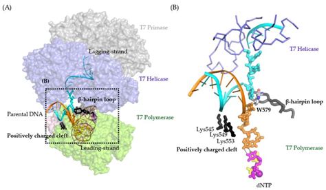 Bacteriophage T7 Dna Replication By Dr Yang Gao International Journal Of Molecular Sciences